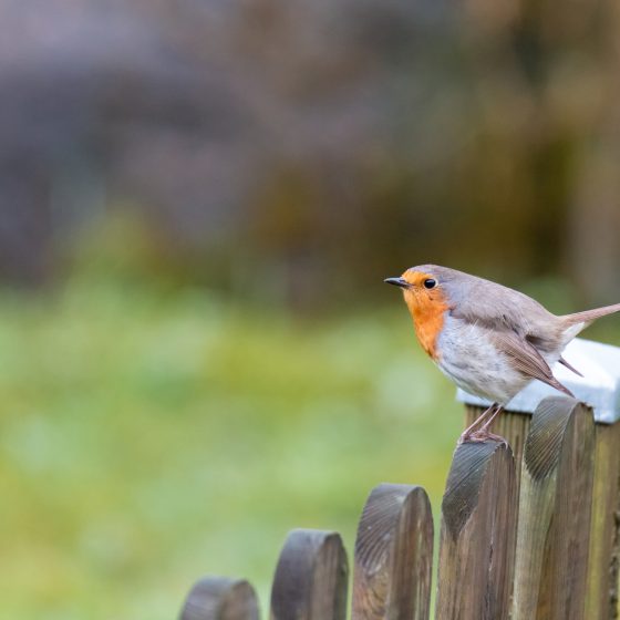Nestkastje ophangen in je tuin - Hallo Groen